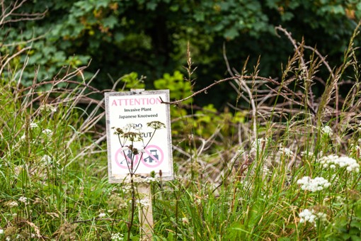 A Guide to Identifying Japanese Knotweed - Fast Sale Homes